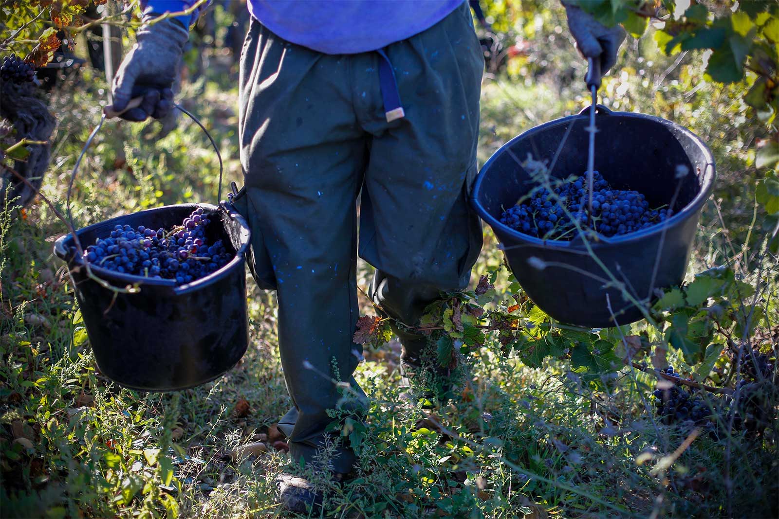 grapes – Wine Garage – Wine Importers Based in Thailand